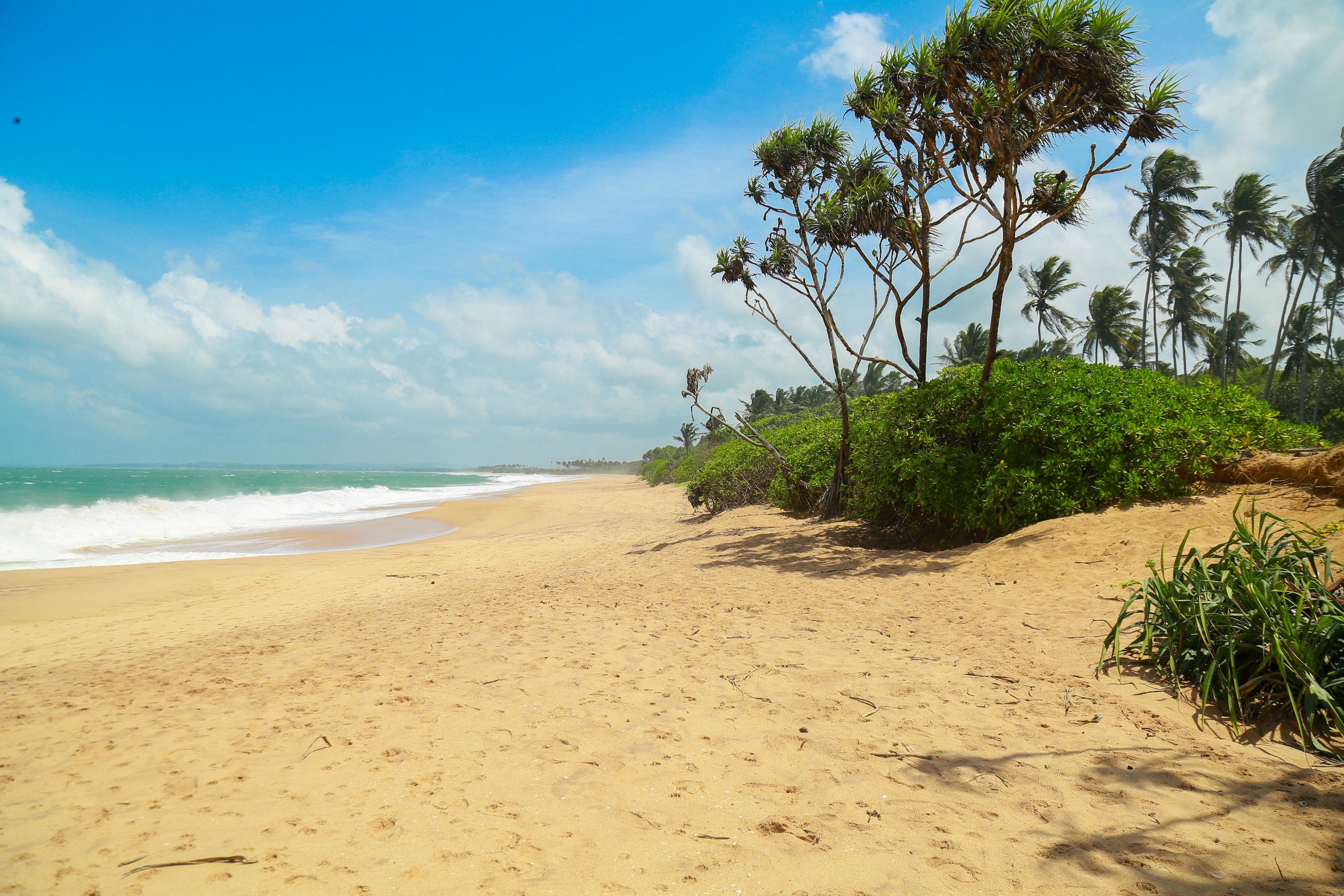 Uma praia arenosa com palmeiras e ondas do oceano.