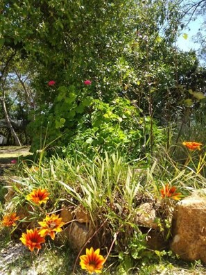 Jardim