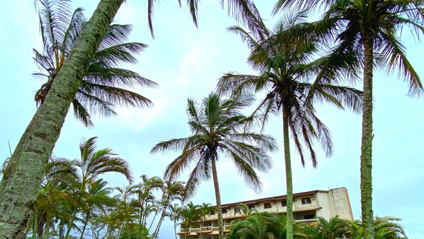 Um hotel com gramado, palmeiras e um edifício com várias varandas.