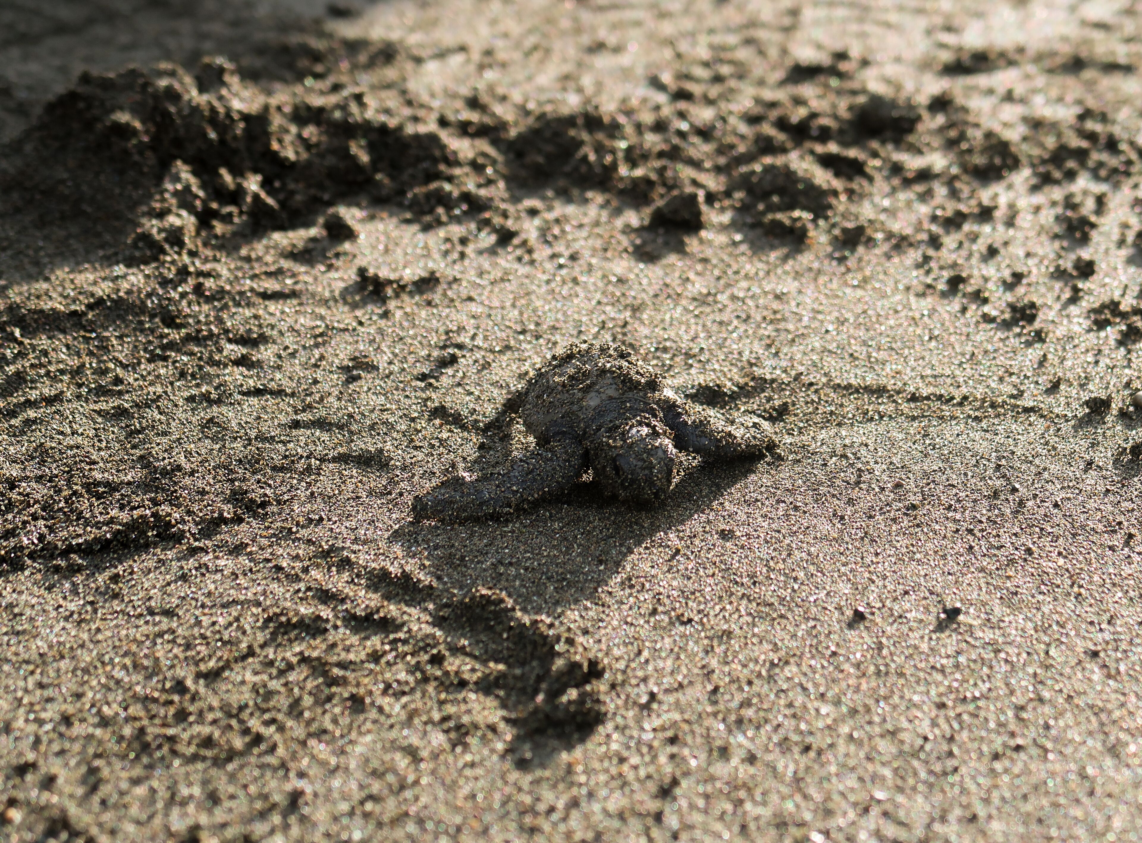 Uma praia arenosa com pegadas e uma pequena duna de areia.