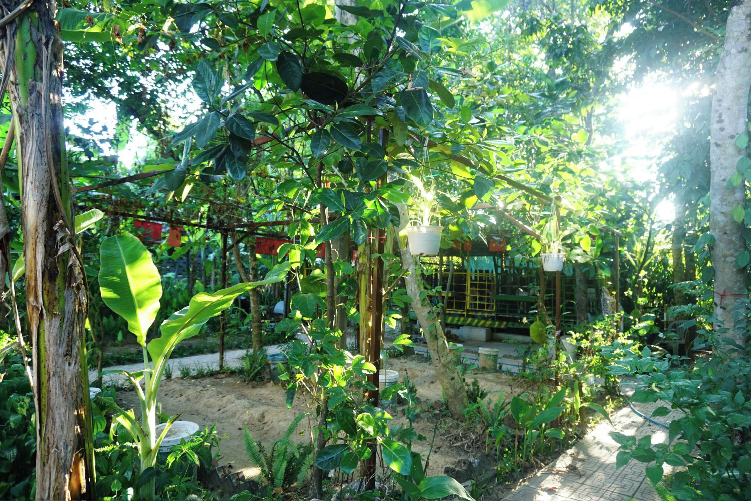 Um jardim com diversas plantas e um caminho.