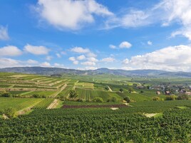 Paisagem de vinhedo com campos em socalcos e montanhas ao longe, sob um céu claro.