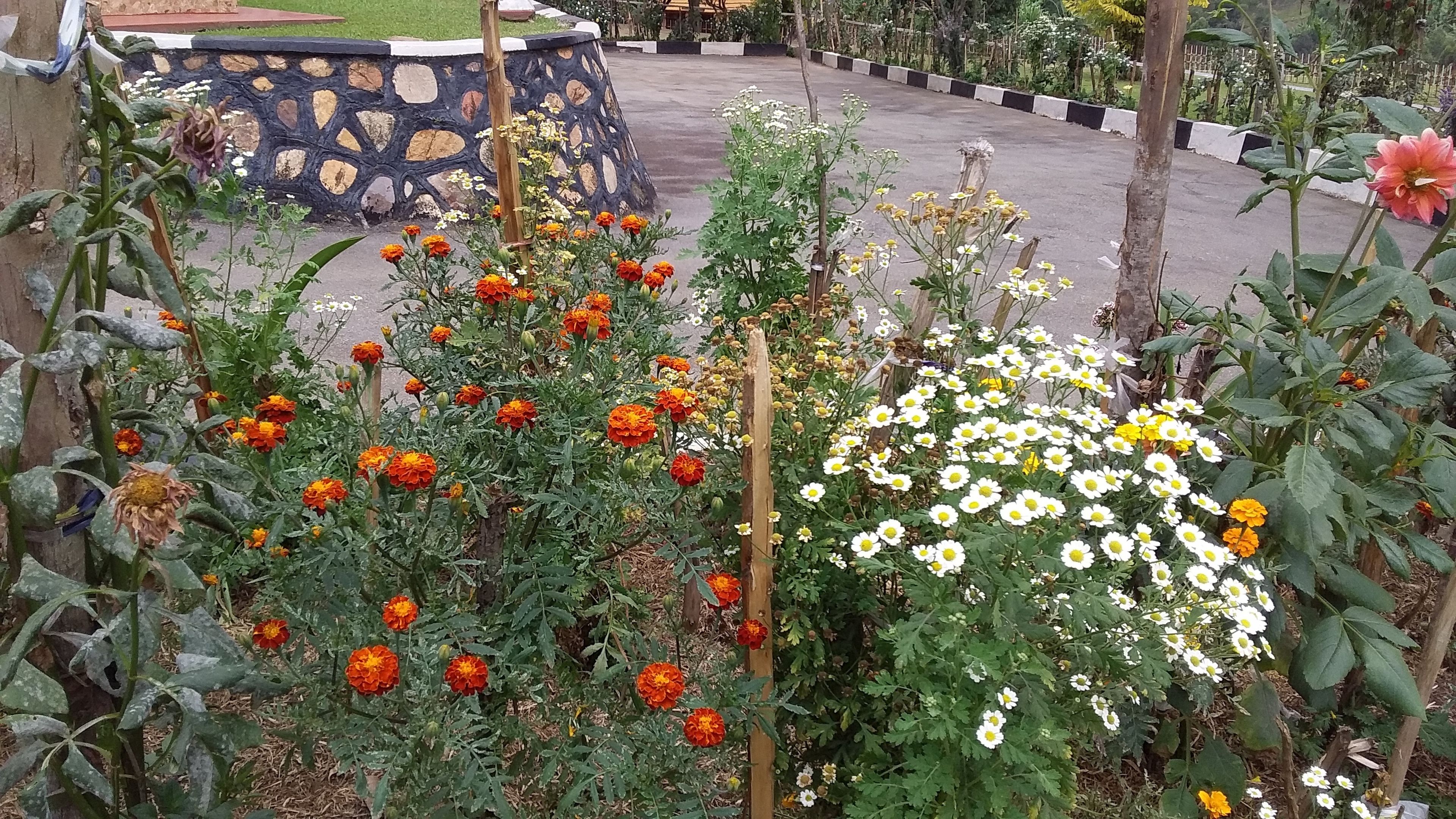 Um jardim com diversas flores e um muro de pedra ao fundo.