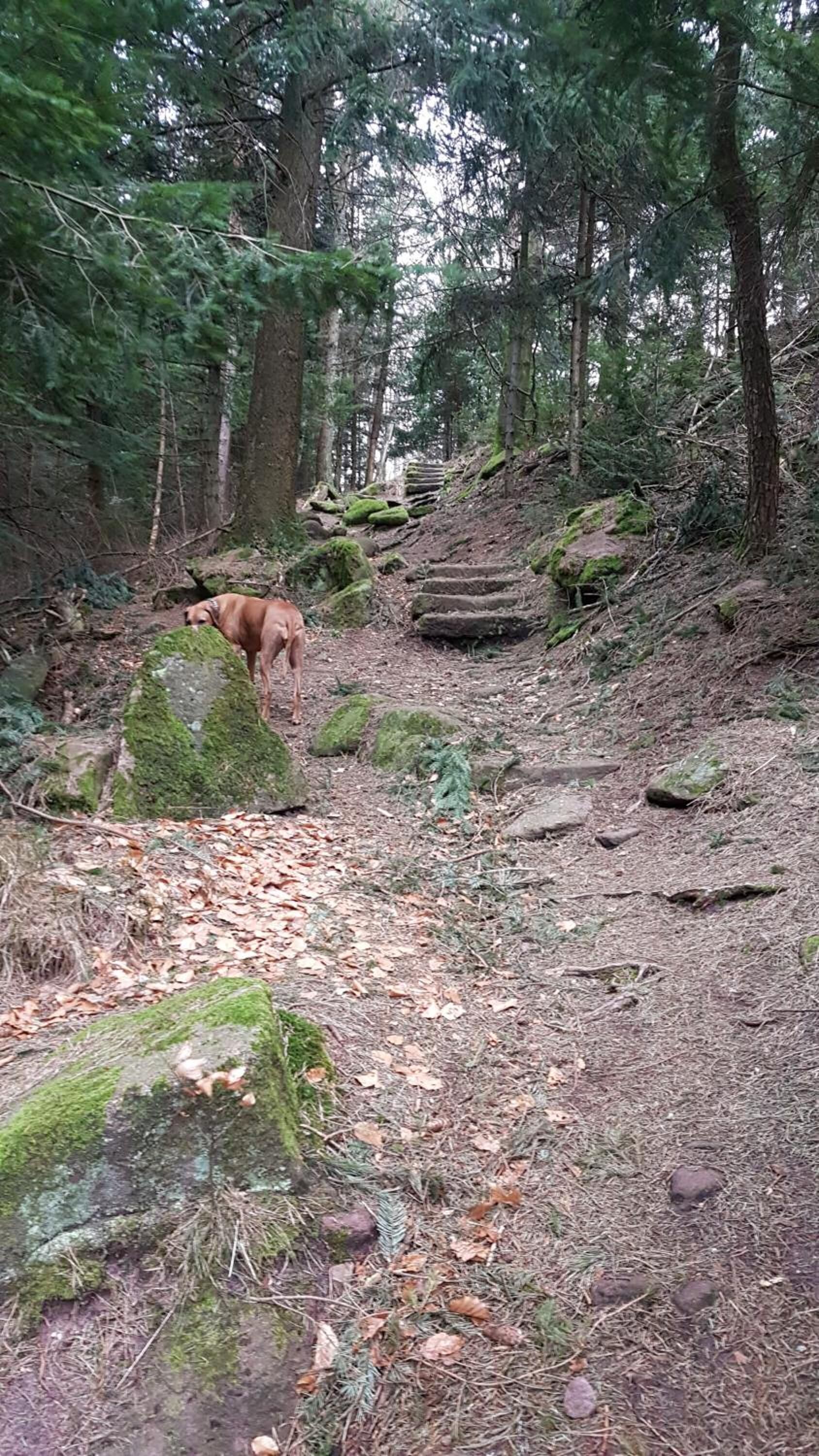 Uma área arborizada com uma trilha de terra e um cão.