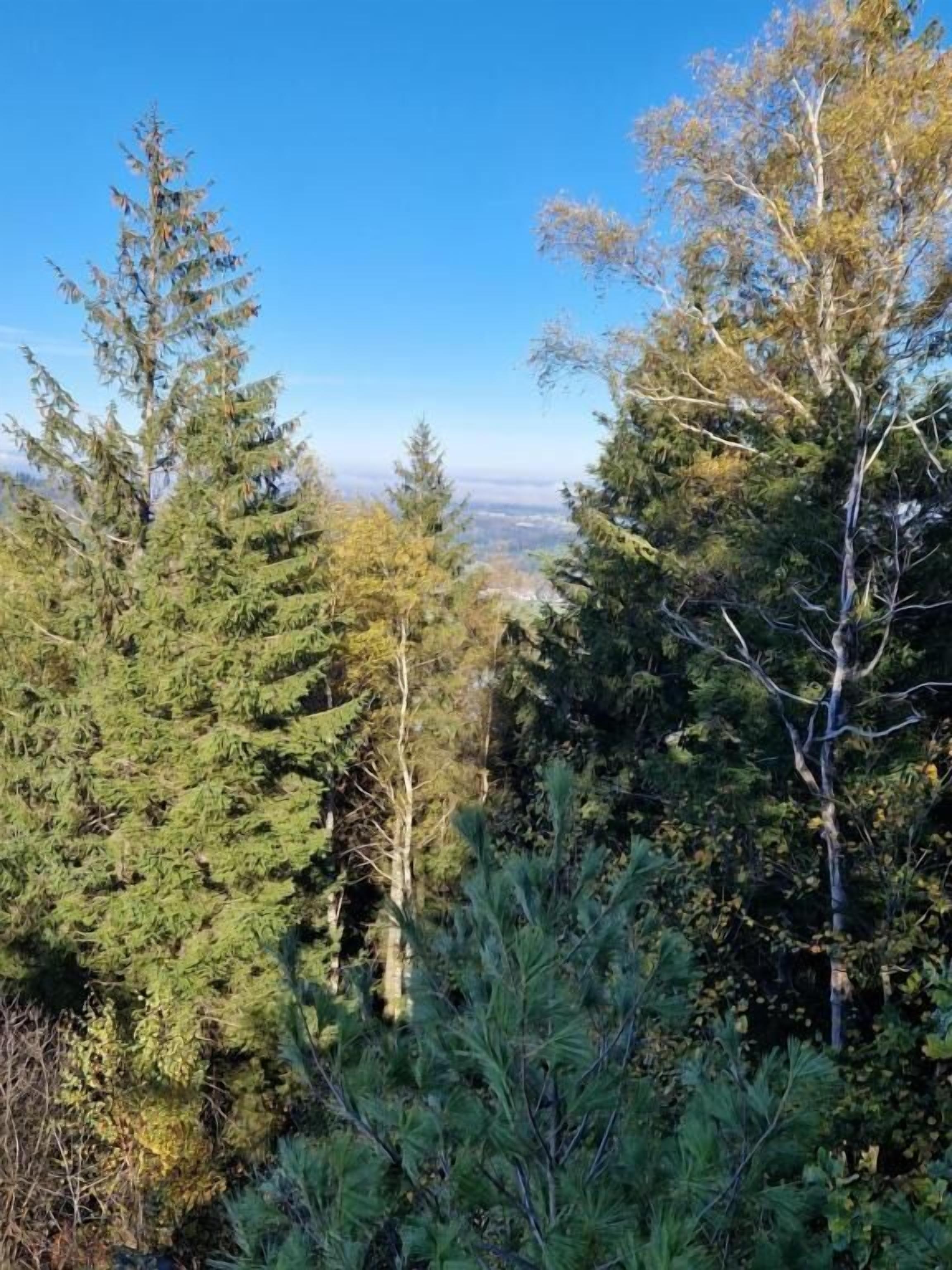 Uma floresta densa com árvores altas e um céu claro.