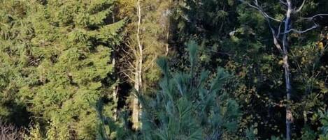 Uma floresta densa com árvores altas e um céu claro.