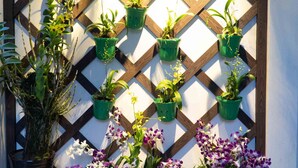 Jardim vertical com diversas plantas e flores, incluindo orquídeas, em frente a uma parede branca com design de treliça de madeira.