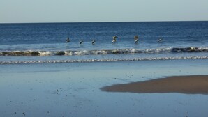 Uma praia com ondas e pássaros voando sobre a água.