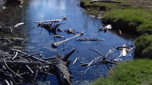 Um rio de águas cristalinas, rodeado por árvores e montanhas ao fundo.