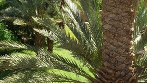 Uma palmeira em uma paisagem verdejante, com montanhas ao fundo.