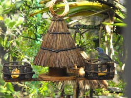 Jardim