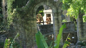 Arcada de pedra antiga com uma roda de água visível através dela, rodeada por vegetação exuberante.