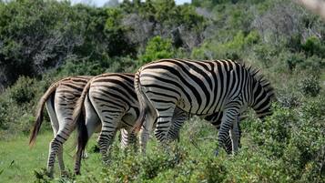 Zebras pastando em um campo gramado com vegetação densa e árvores ao fundo.