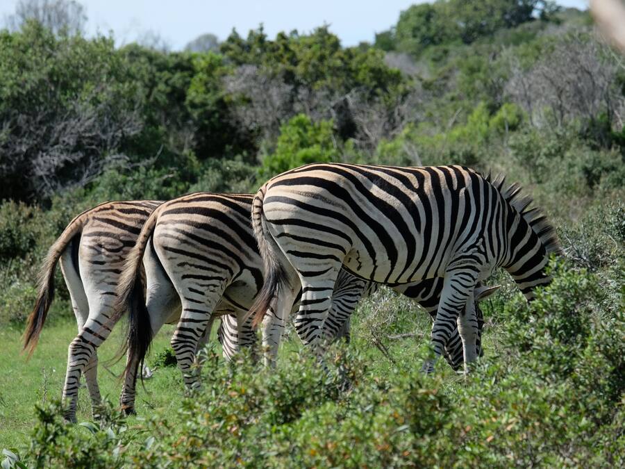 Zebras pastando em um campo gramado com vegetação densa e árvores ao fundo.