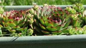 Close-up de plantas suculentas num vaso.