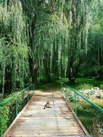 Uma ponte de madeira com um gato sentado ao centro, cercado por vegetação exuberante e árvores.