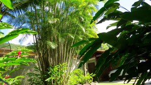 Um jardim exuberante com altas palmeiras e diversas plantas tropicais.
