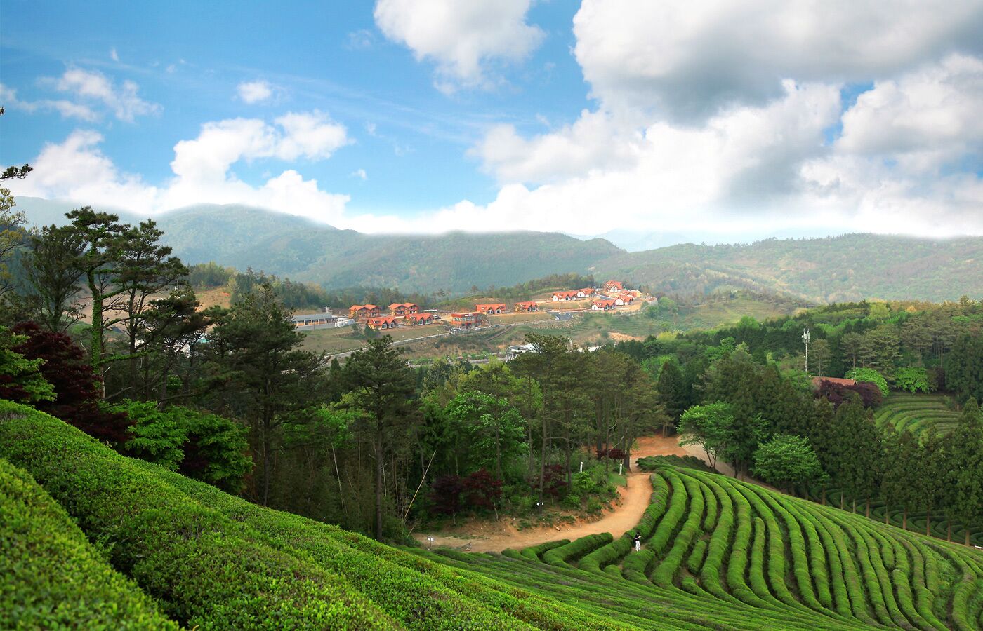 Uma vista panorâmica de uma plantação de chá, com campos em socalcos e um conjunto de edifícios com telhados vermelhos ao fundo.