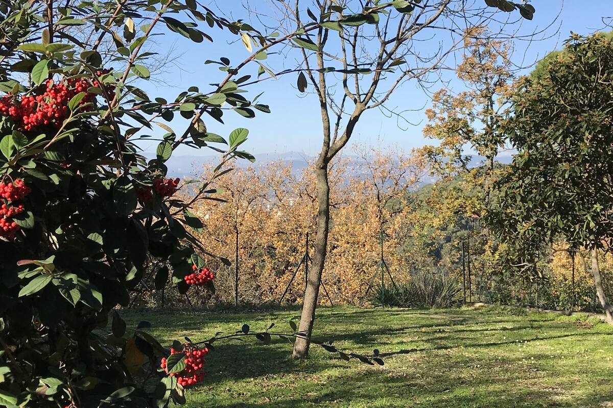 Um parque com gramado, árvores e céu claro.