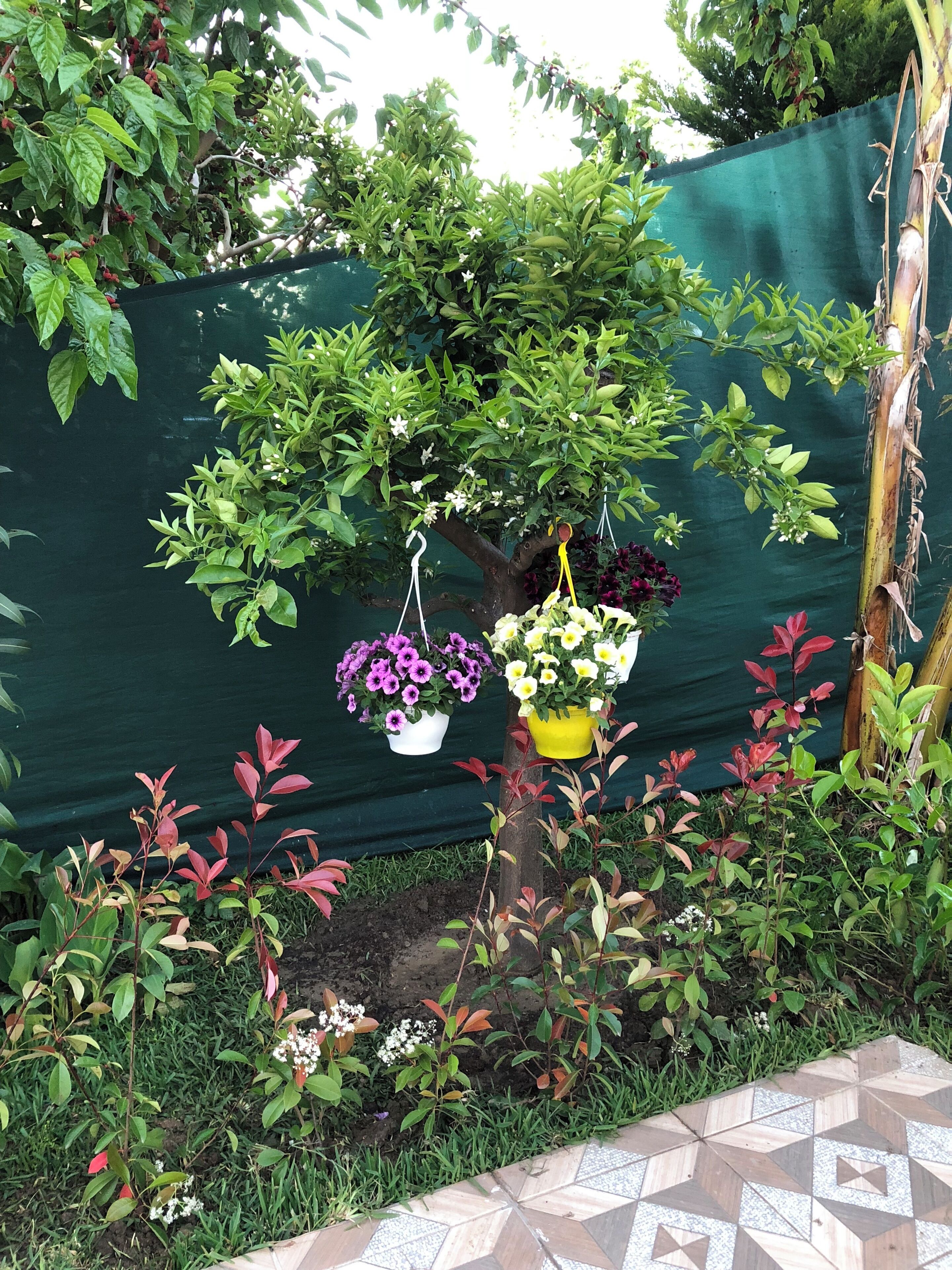Um jardim com diversas plantas e flores, incluindo vasos suspensos com flores roxas e amarelas, e uma cerca verde ao fundo.