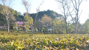 Campo de plantas jovens com um edifício ao fundo.