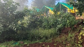 Área de jardim com plantas verdes e uma pequena colina com plantas jovens.