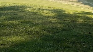 Um campo gramado com árvores ao fundo.