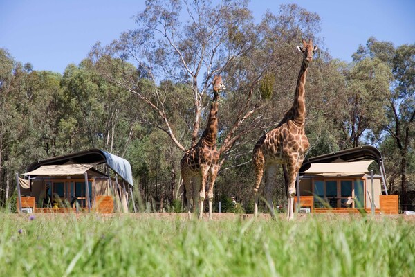 Zoofari Lodge At Taronga Western Plains - Dubbo