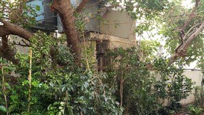 Um espaço ajardinado com diversas plantas e árvores, um caminho de concreto e uma mangueira no chão.