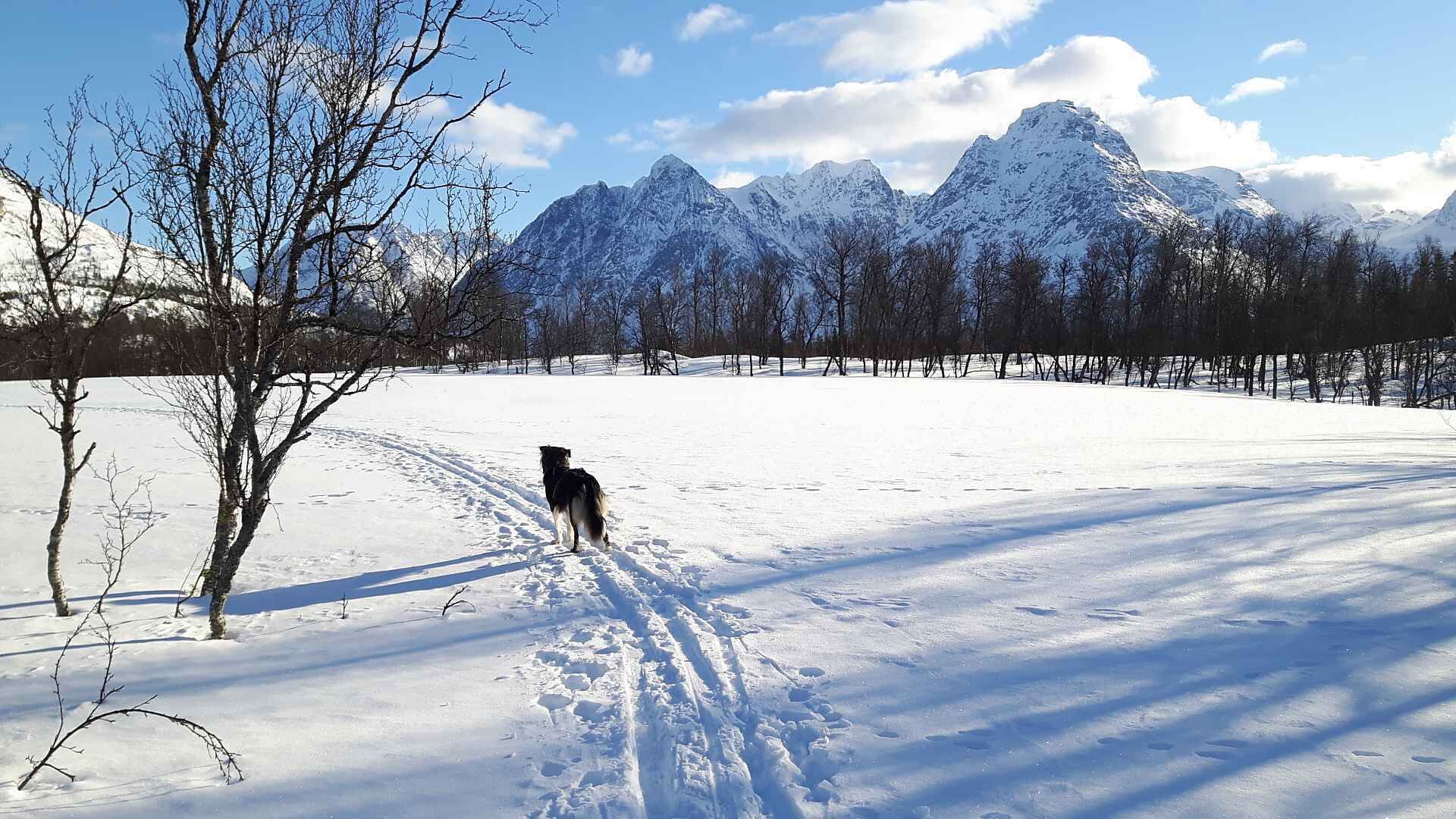 Paisagem nevada com um cão caminhando por uma trilha, árvores e montanhas cobertas de neve ao fundo.