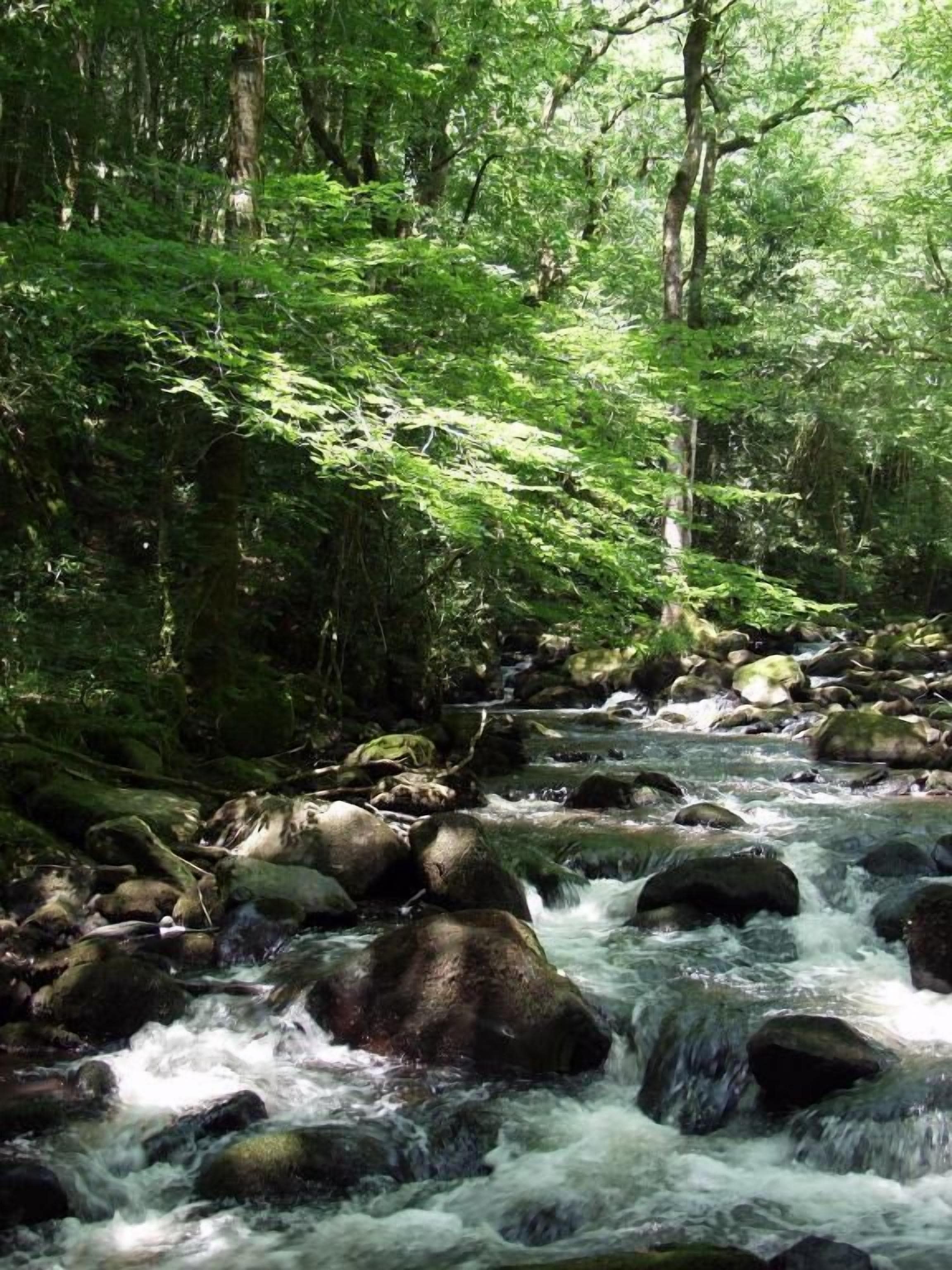 Um riacho em meio à floresta, com pedras e árvores.