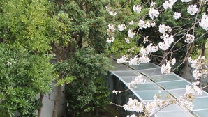 Uma piscina circular forrada a pedra, com um muro de pedra ao redor, uma pequena cascata e uma árvore com flores.