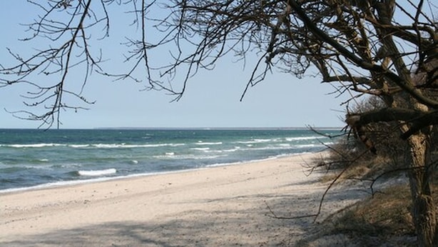 Uma praia com areal arenoso e uma árvore em primeiro plano.
