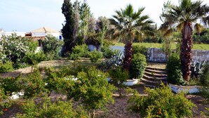 Um jardim com diversas plantas e uma palmeira.