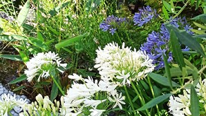Um jardim com diversas plantas e flores, incluindo flores brancas e azuis, e um banco de pedra.