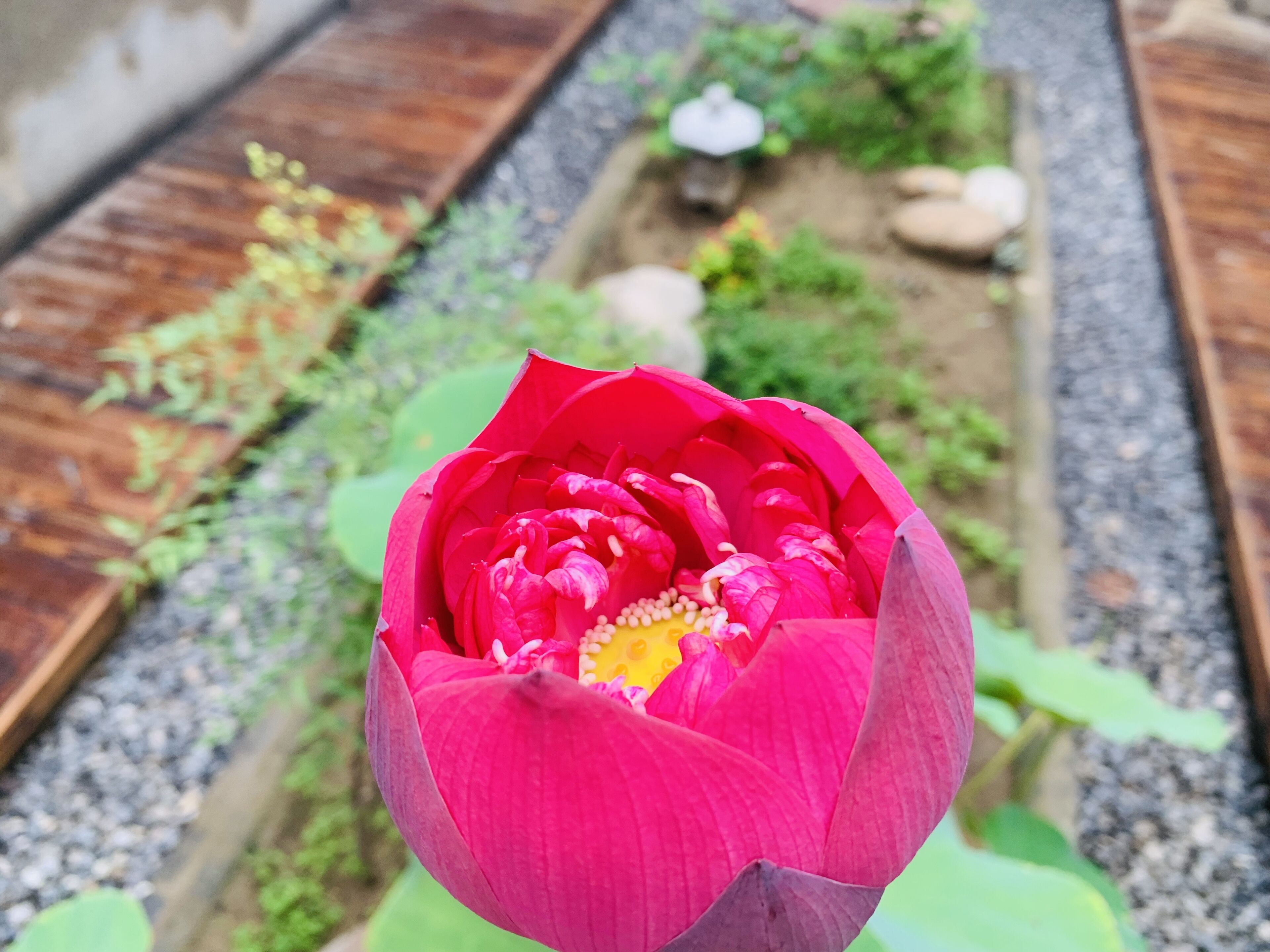 Uma flor de lótus rosa em plena floração, com um caminho de cascalho e tábuas de madeira ao fundo.
