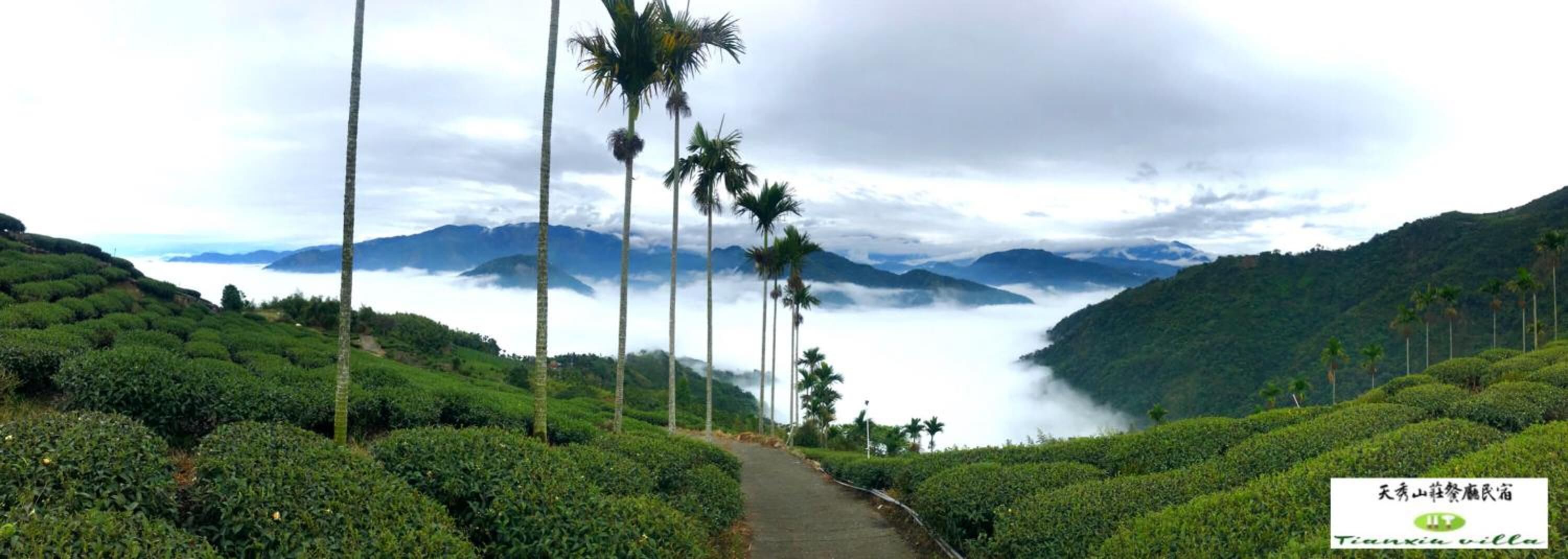 Um caminho serpenteia por uma plantação de chá exuberante, com vista para montanhas envoltas em névoa.