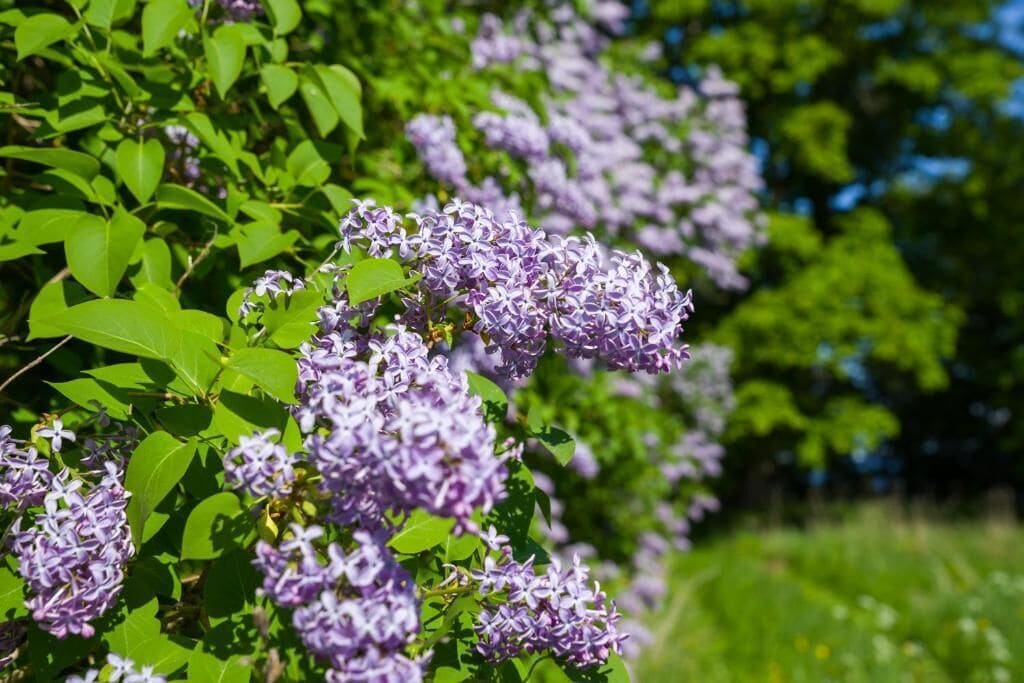 Um conjunto de flores de lilás roxas em plena floração, cercado por folhagem verde exuberante.