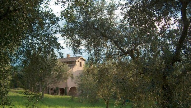 Uma casa rústica com telhado de telhas, rodeada por vegetação exuberante e oliveiras.