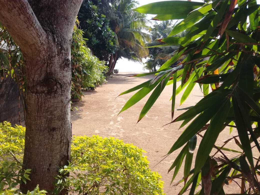 Uma trilha serpenteia por um jardim tropical, com uma grande árvore e vegetação densa à esquerda.