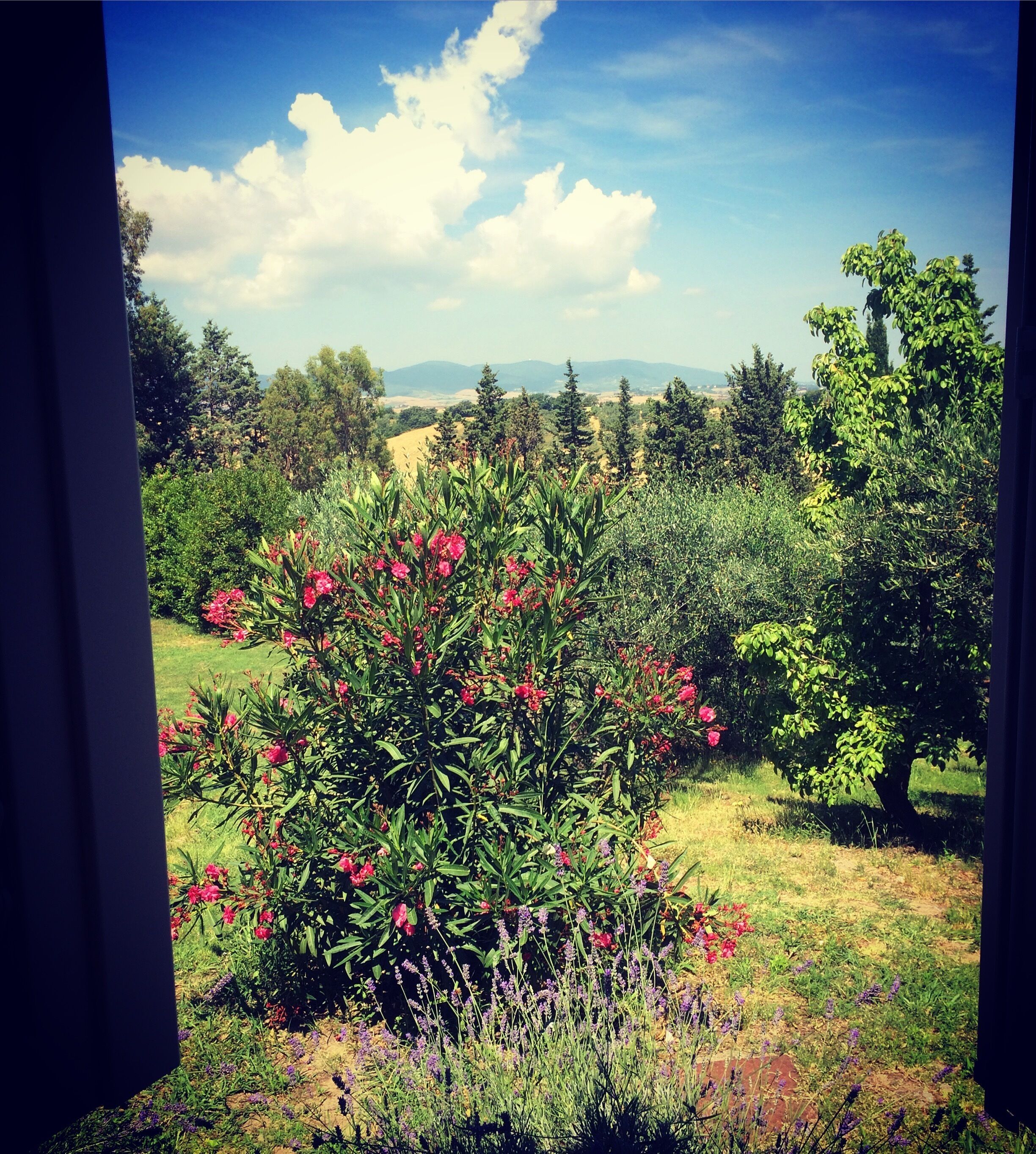 Um jardim com diversas plantas e flores, céu claro e colinas ao longe.