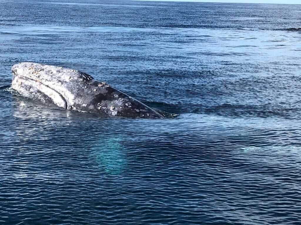 Uma grande baleia saltando para fora da superfície do oceano.