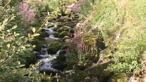 Paisagem natural com um pequeno riacho serpenteando sobre rochas, cercado por vegetação densa e algumas flores roxas.