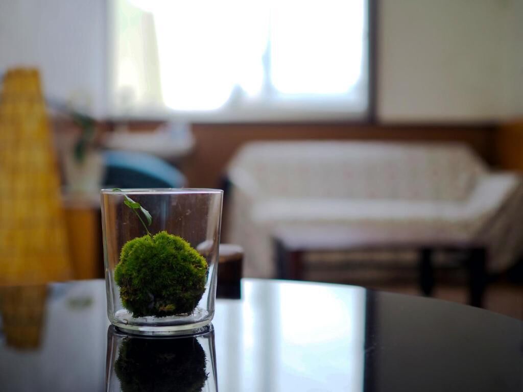 Um vaso de vidro transparente com uma bola de musgo e uma pequena planta sobre uma superfície refletora.