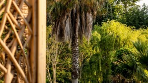 Uma palmeira e vegetação exuberante em um jardim.