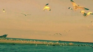 Cena costeira com gaivotas voando sobre a água.