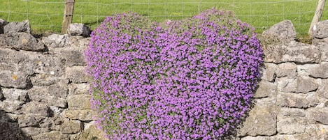 Casa de Campo | Terrenos do alojamento