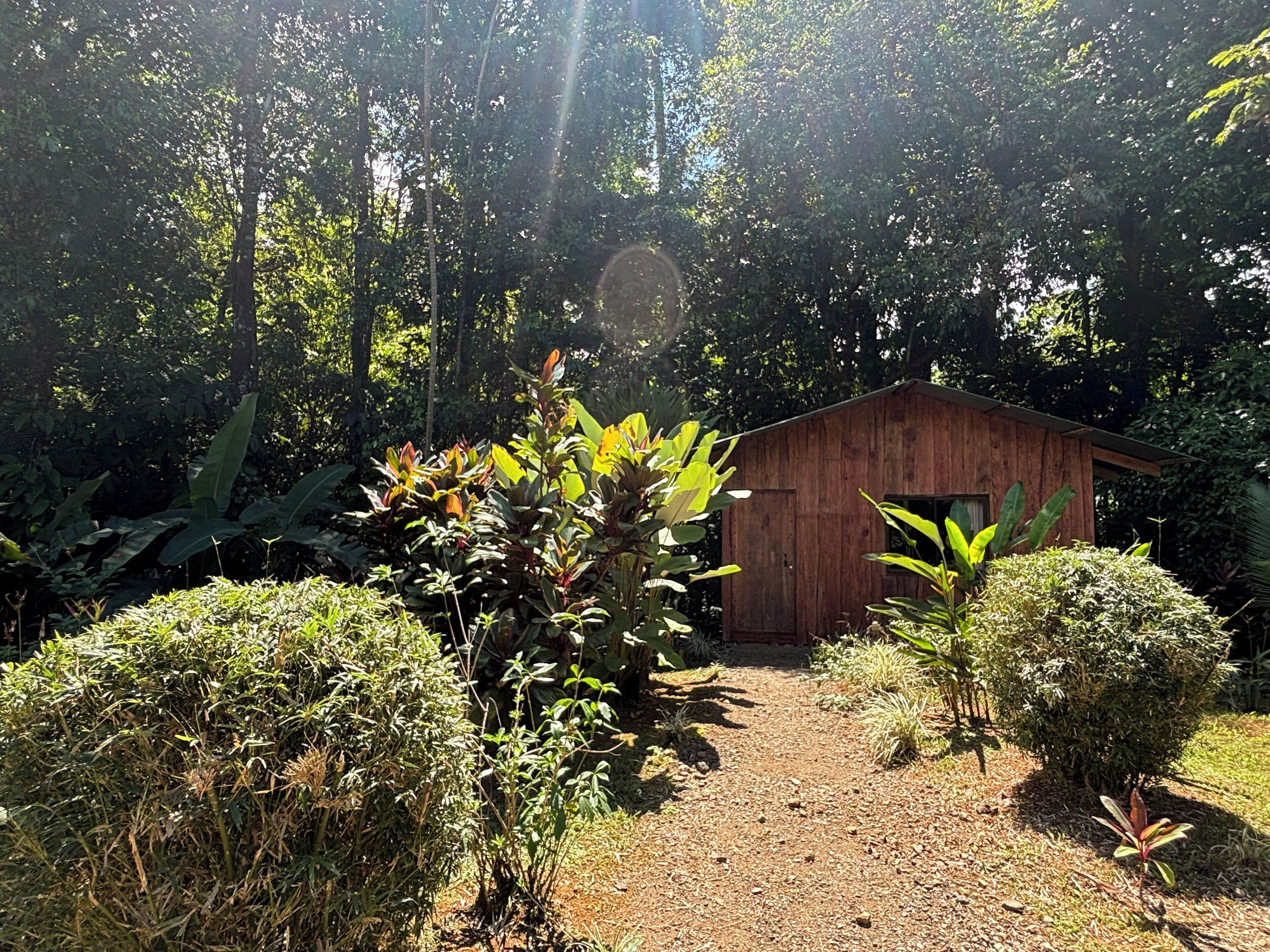 Um galpão de madeira rústico, rodeado por vegetação densa e um caminho de cascalho.