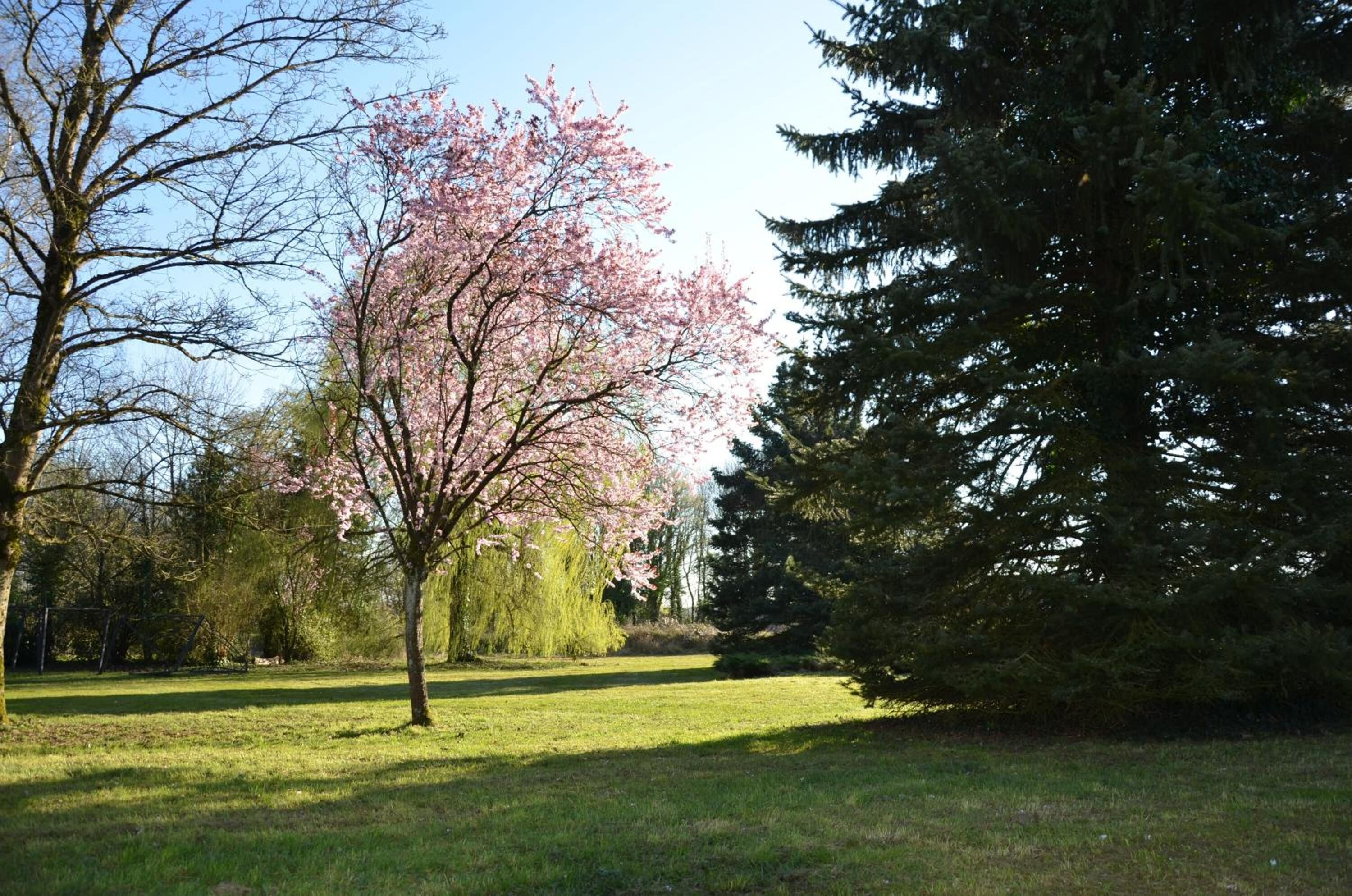 Um parque com uma cerejeira em flor, uma área gramada e uma grande árvore perene.