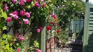 Um jardim com flores cor-de-rosa e um portão de metal que dá para um pátio.